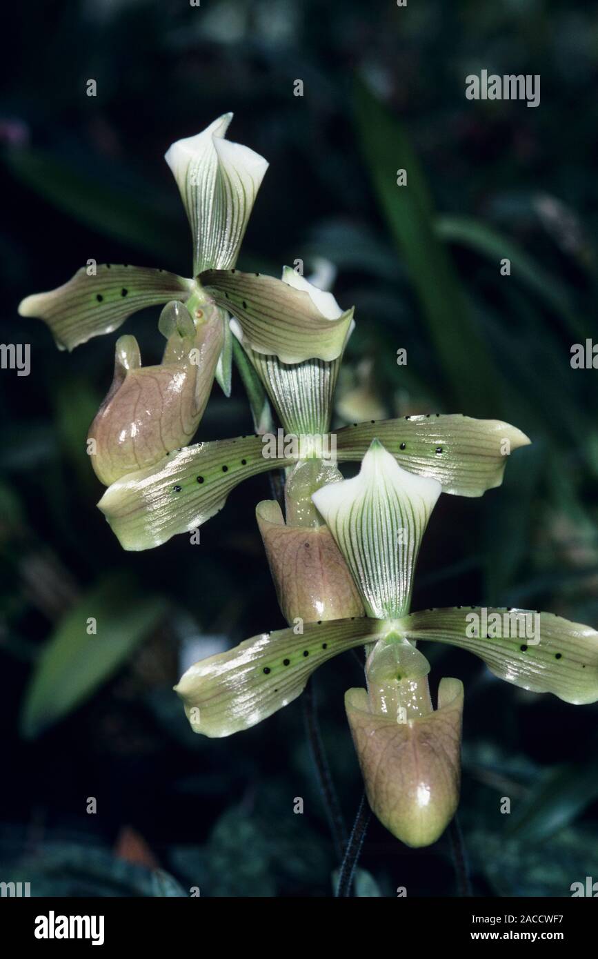 Orchid flowers (Paphiopedilum tonsum). The Paphiopedilum orchids are ...
