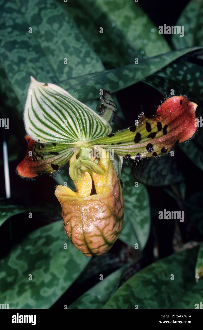 Orchid Flower Paphiopedilum Venustum The Paphiopedilum Orchids Are Also Called The Venus