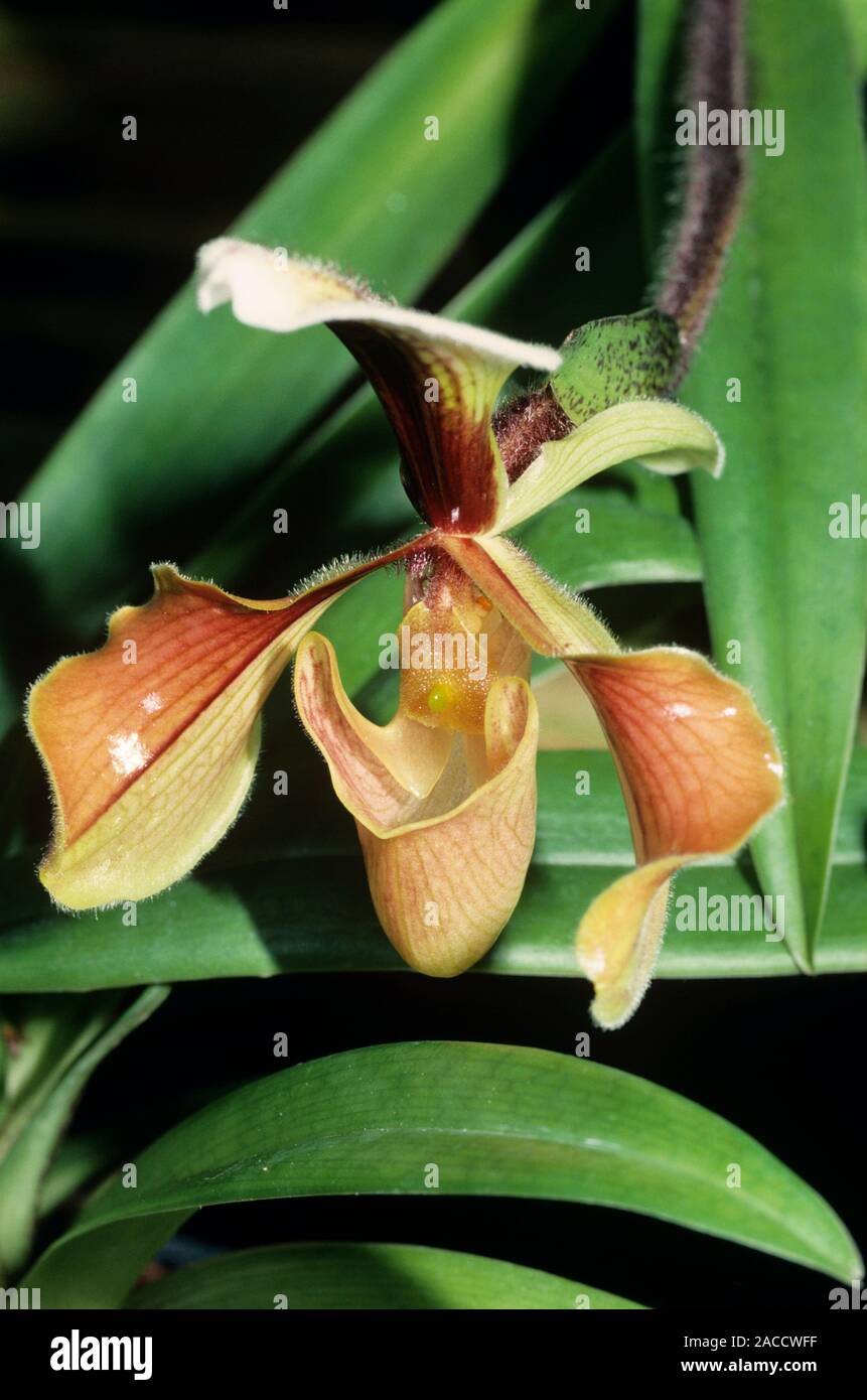 Orchid flower (Paphiopedilum villosum). The Paphiopedilum orchids are ...