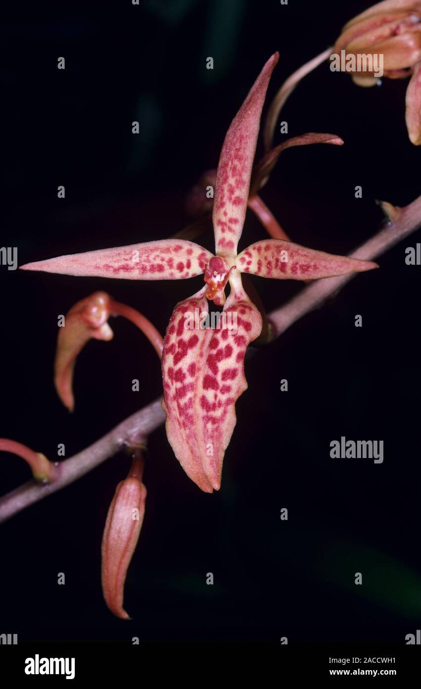 Orchid flower (Renanthera matutina). The lateral (side) sepals have ...
