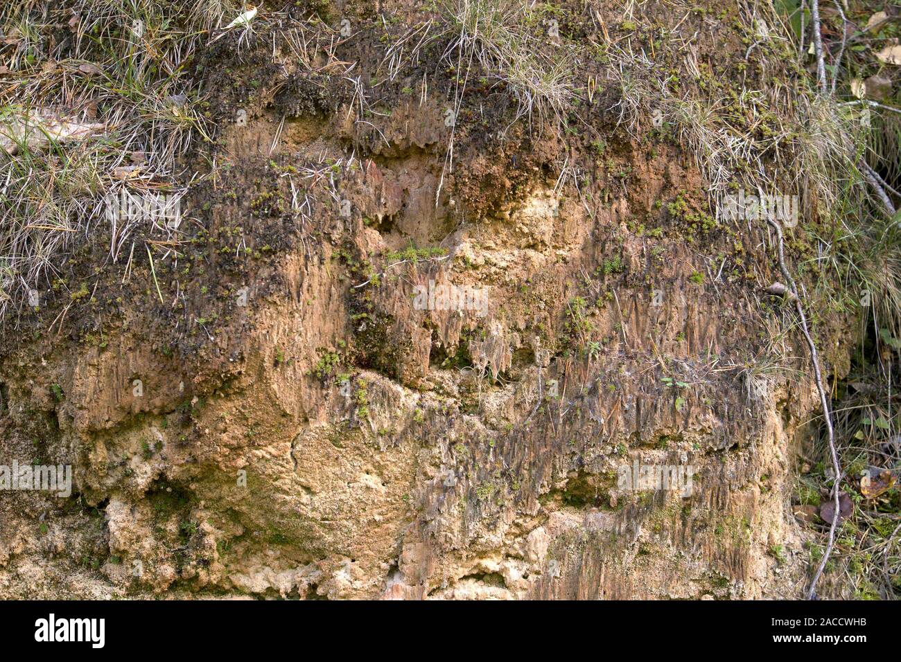 Cross section of sandy soil, relief vertical cut closeup, textured ...