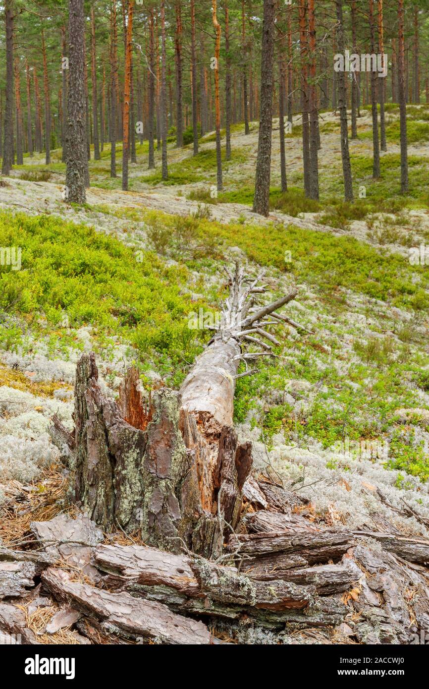 Fallen Pine tree snag in a forest Stock Photo - Alamy