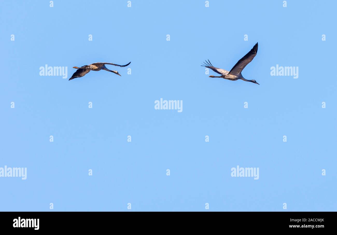 Two cranes flying in the clear blue sky at springtime Stock Photo - Alamy