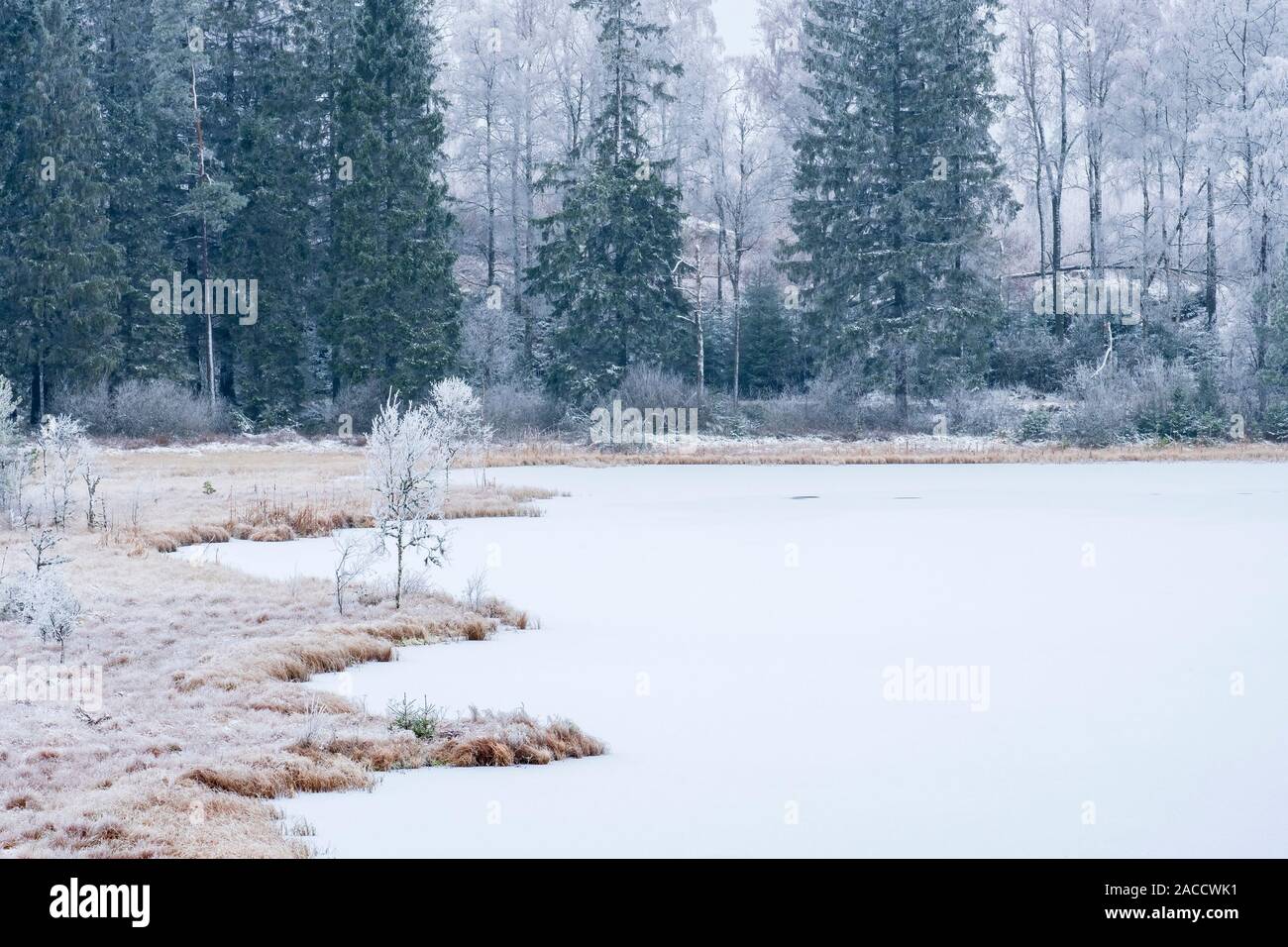 Boreal Coniferous Forest High Resolution Stock Photography and Images ...