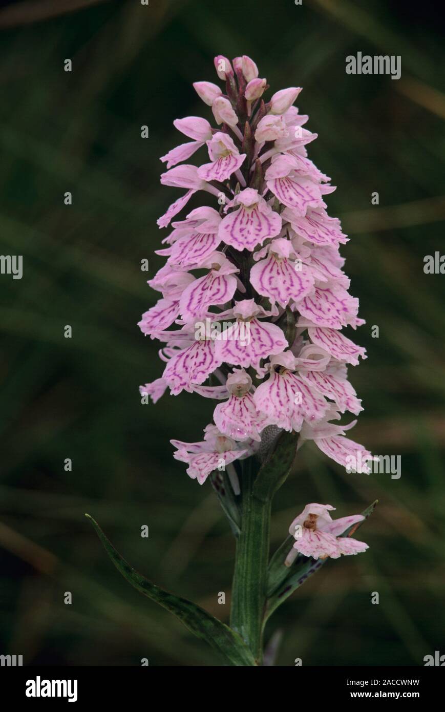 Heath Spotted Orchid (Dactylorhiza maculata) flowers. This plant can ...