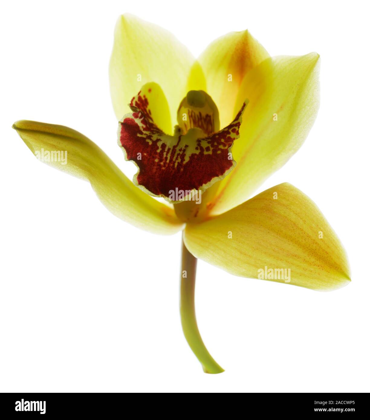 Orchid flower (family Orchidaceae). The lower petal (upper centre, red ...
