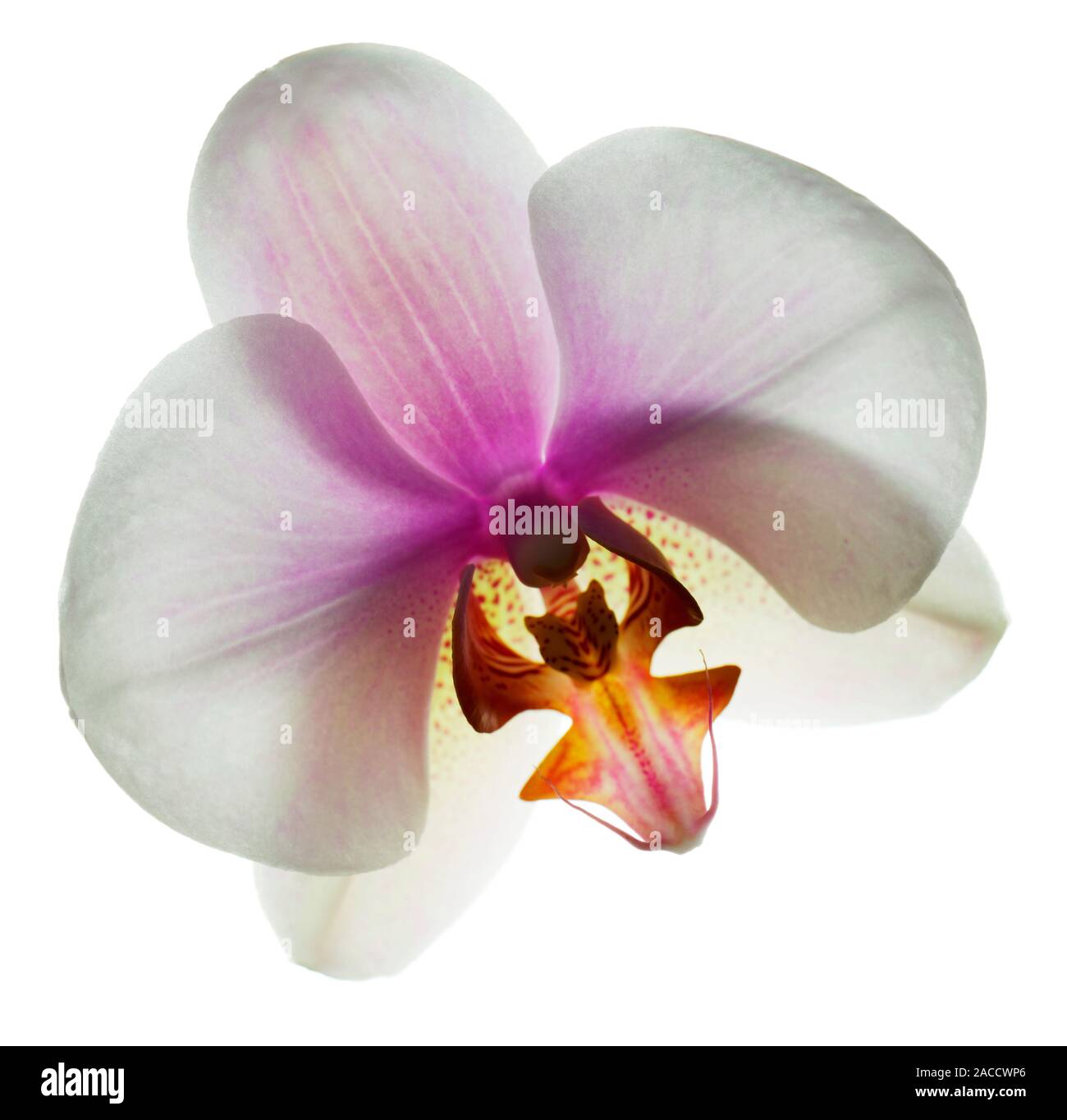 Orchid flower (family Orchidaceae). The lower petal (lower centre ...