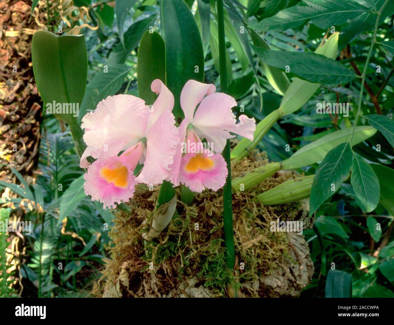 Two orchid flowers (Cattleya trianaei delicata). Each of these flowers ...