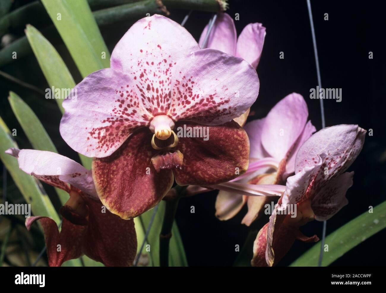 Orchid Vanda 'Madame Chursi' x 'V. Lenevat'. Photographed at the Harry ...