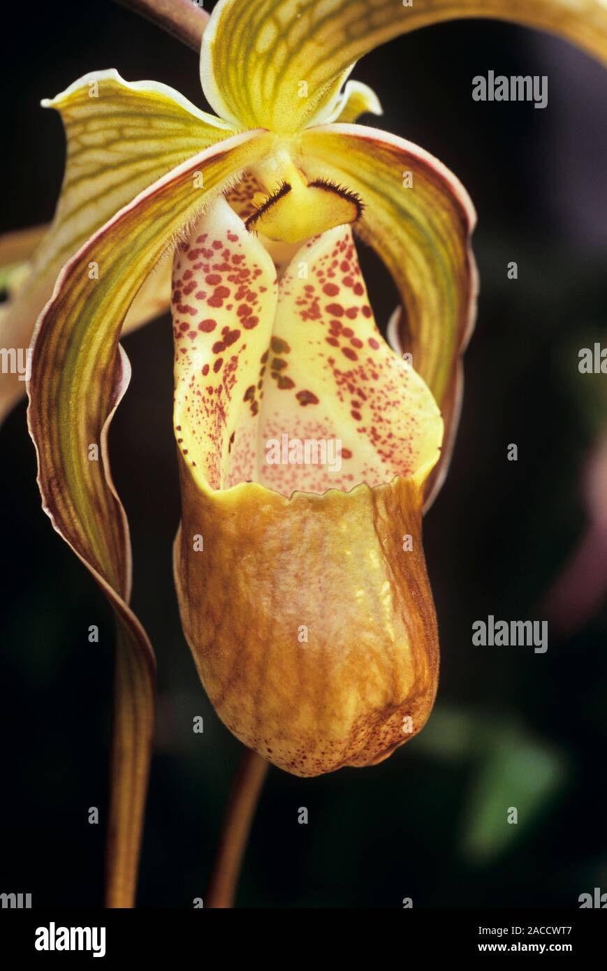 Phragmipedium 'Grande' orchid (P.longifolium x P.caudatum ...