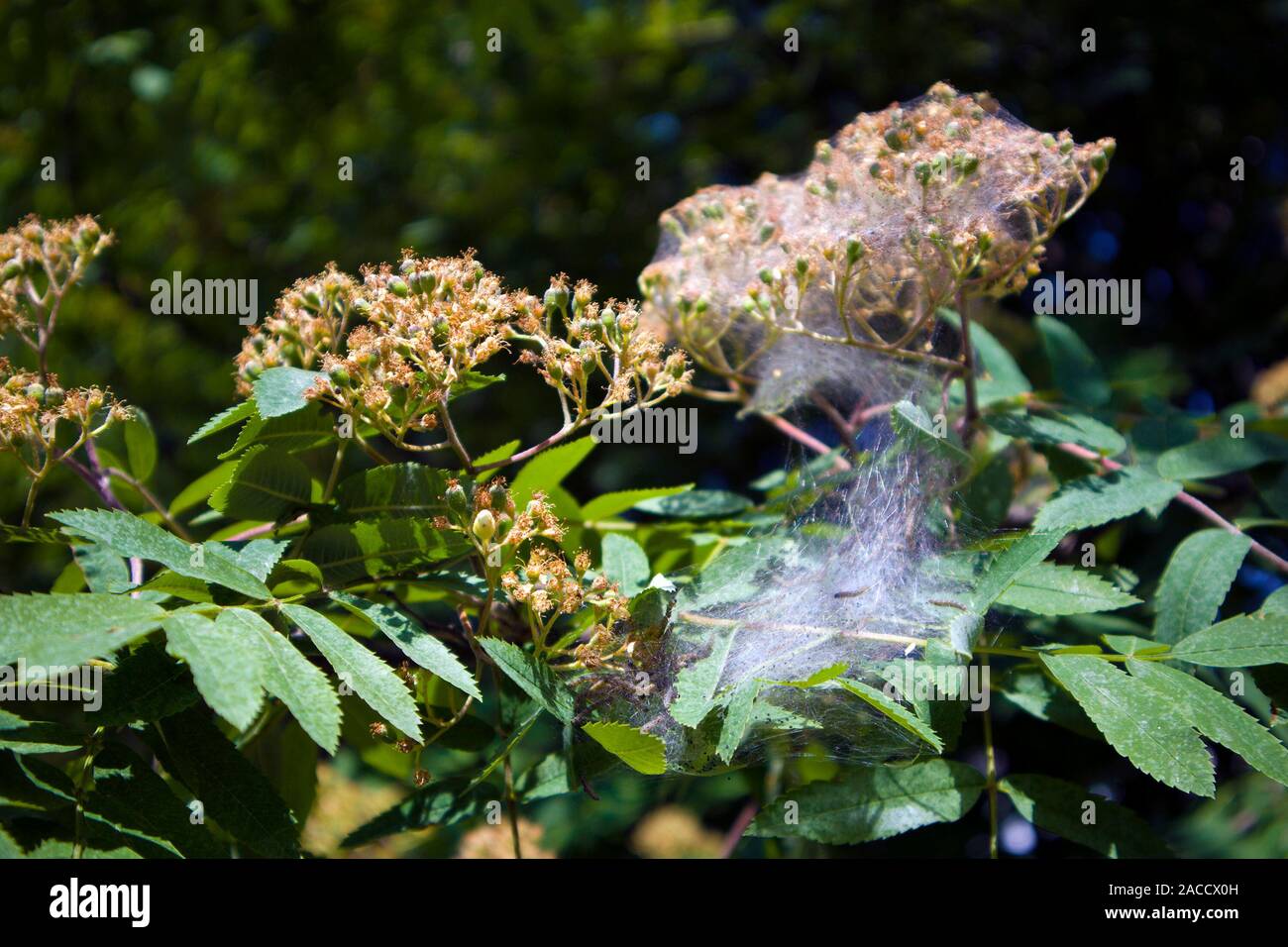 Rowan tree blossom hi-res stock photography and images - Alamy