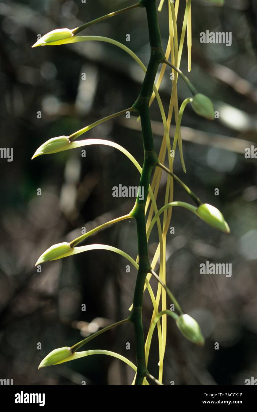 Comet orchid (Angraecum sesquipedale) also known as the Madagascar Star ...
