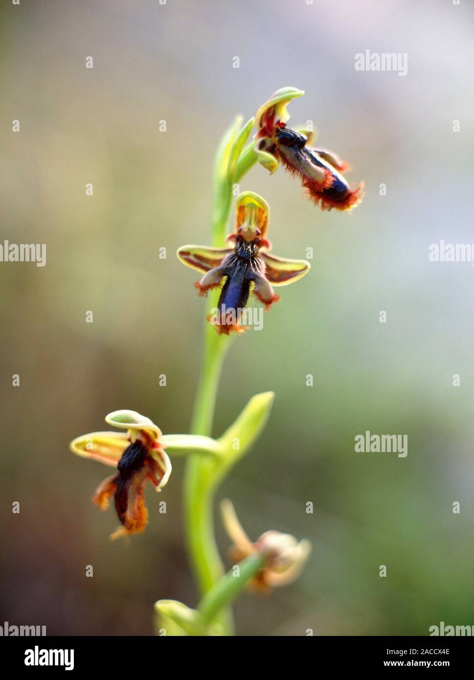 Bee orchid, Ophrys ciliata. Flowers mimicking the shape of bees. Simy ...
