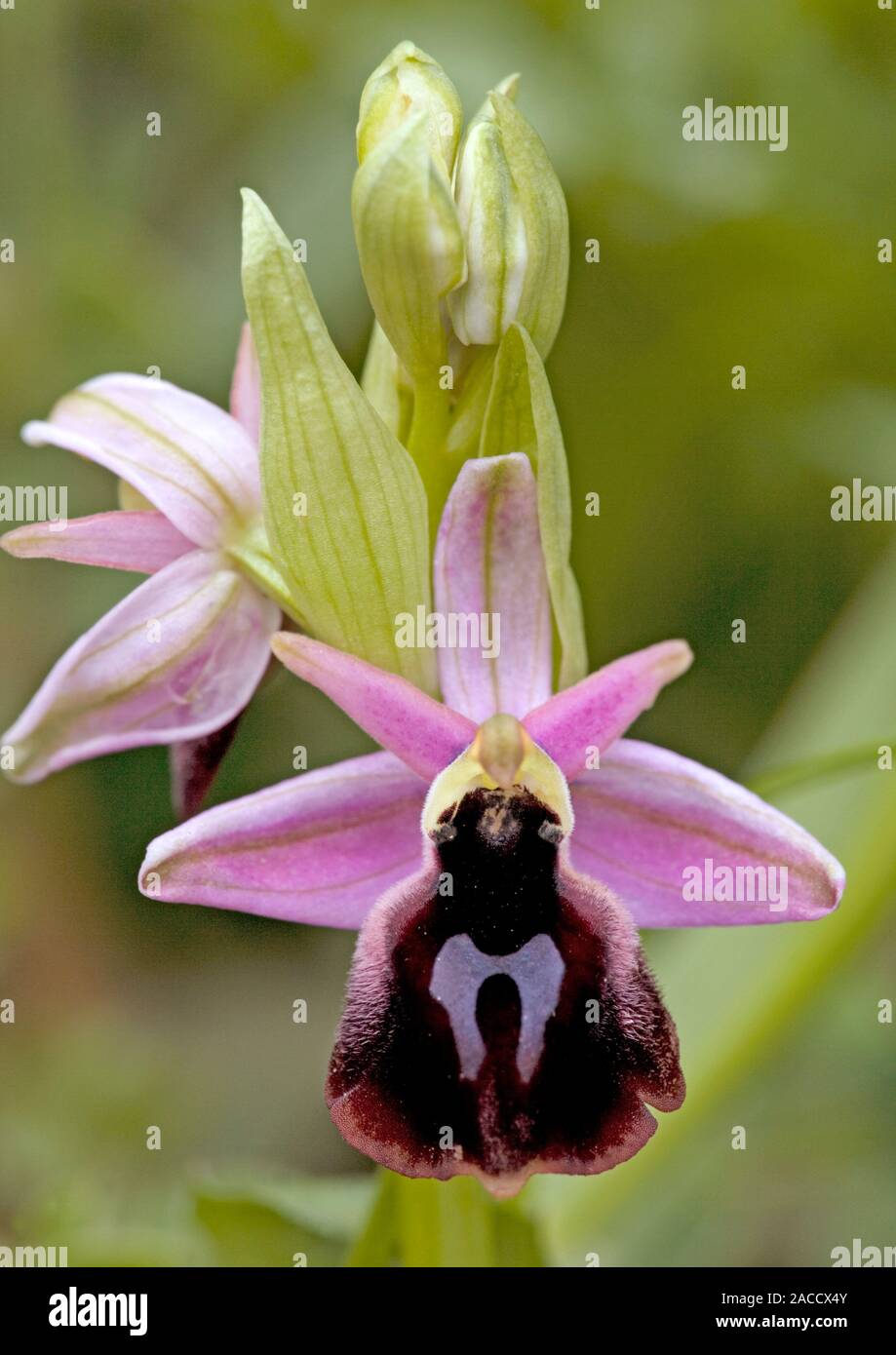 Horsehoe orchid (Ophrys ferrum-equinum). Photgraphed on the Mani ...