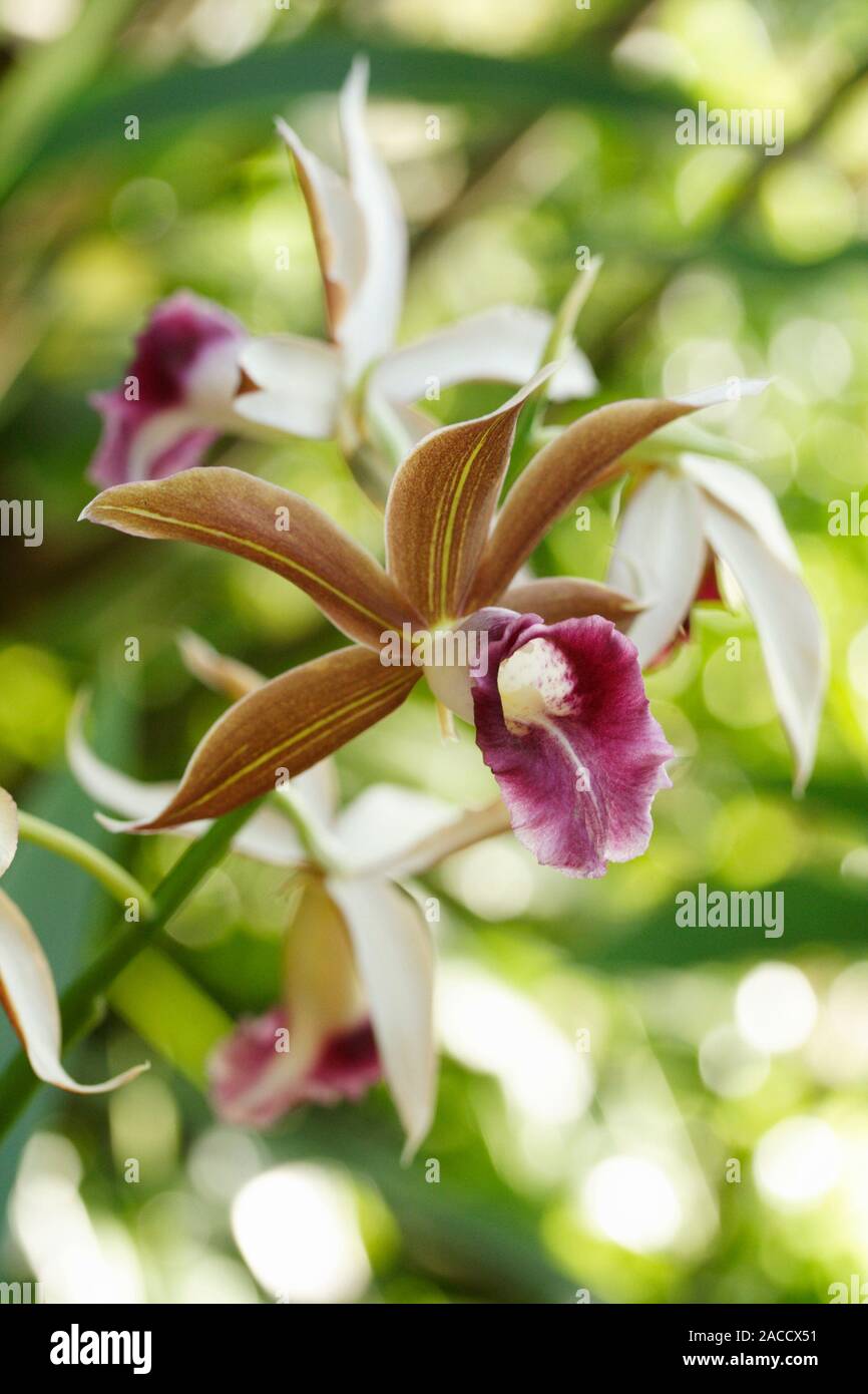 Nun's hood orchid flowers (Phaius tankervilliae). The flowers have a ...