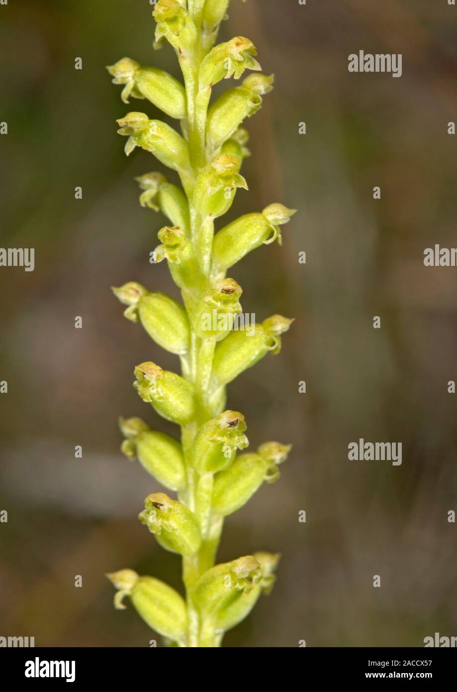 One leaved orchid (Microtis unifolia Stock Photo - Alamy