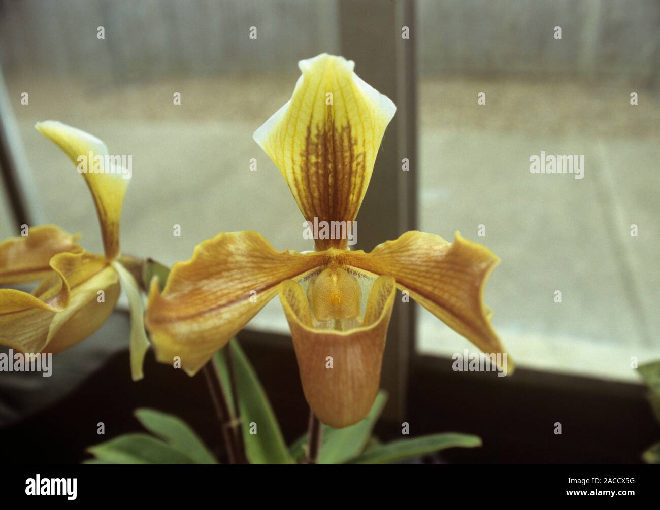 Paphiopedilum orchid (Paphiopedilum villosum x Hellas 'Westonbirt ...