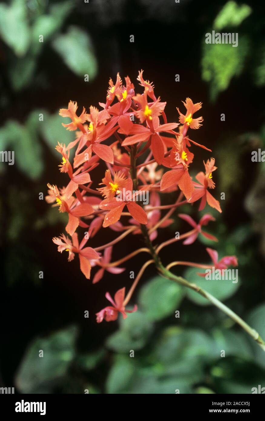 Crucifix orchid flowers (Epidendron ibaguense). This orchid is native ...
