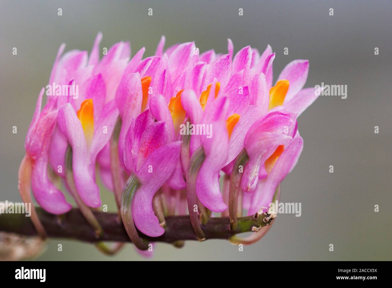 Orchid flowers (Dendrobium secundum). These small flowers grow in ...