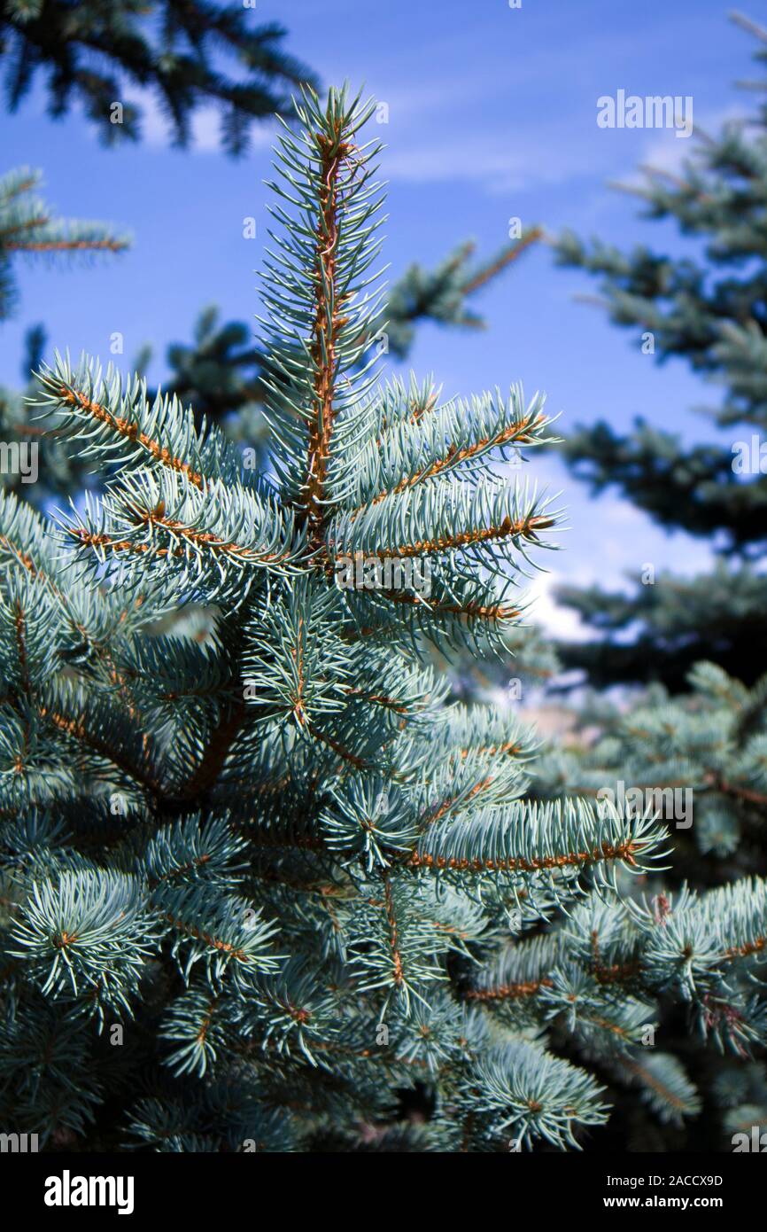 Fluffy growing blue fir with succulent branches against blue sky Stock ...