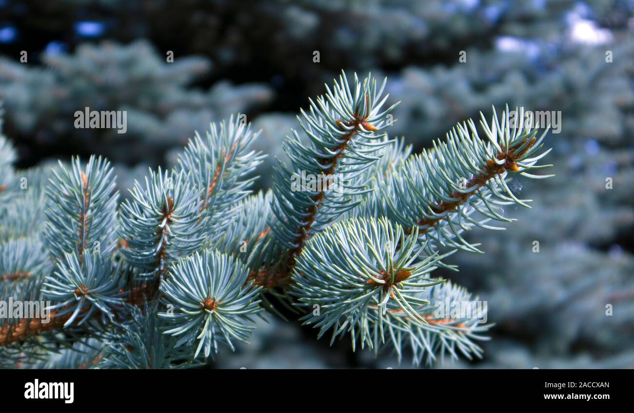 Fluffy growing succulent branches of a blue fir close up Stock Photo ...