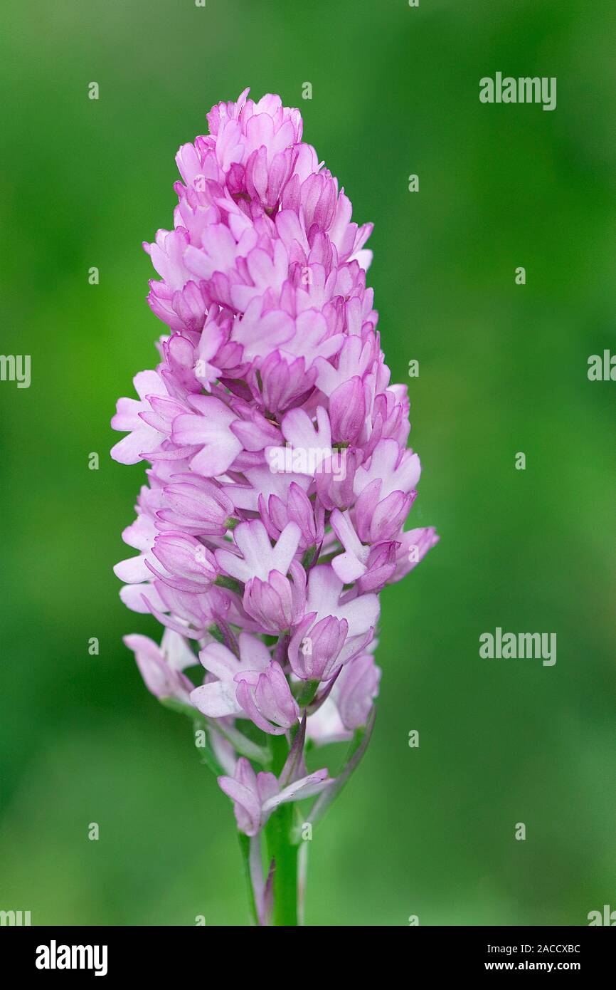 Pyramidal orchid (Anacamptis pyramidalis) flower spike. This is a ...