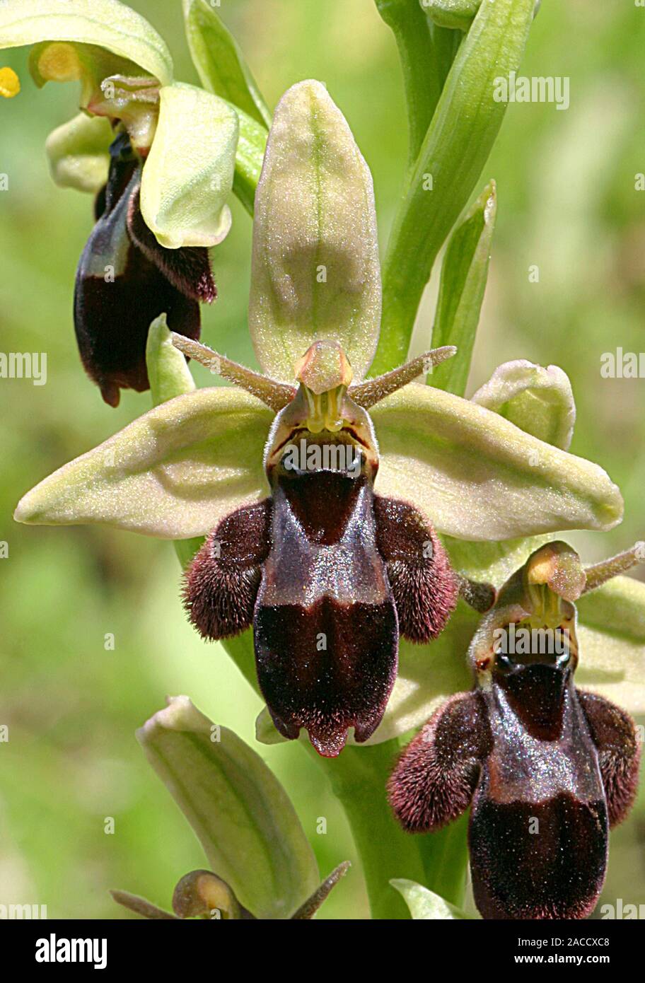 Bee x fly hybrid orchid (Ophrys apifera x insectifera Stock Photo - Alamy