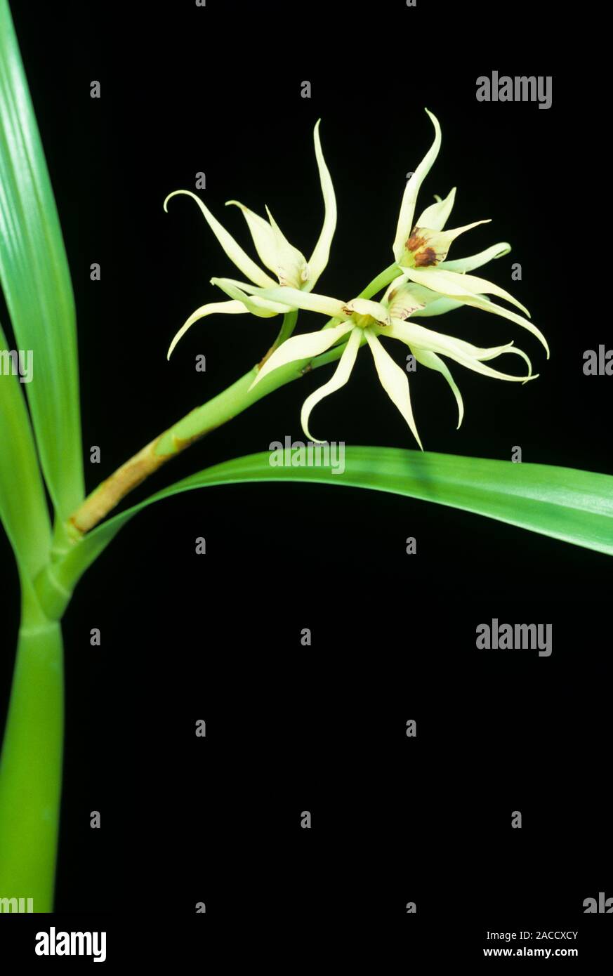 Encyclia orchid (Encyclia chondylobulbon). This plant is an epiphyte of ...