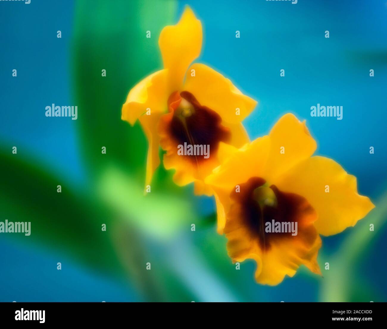 Corsage orchids (Cattleya hybrid). This orchid is native to the ...