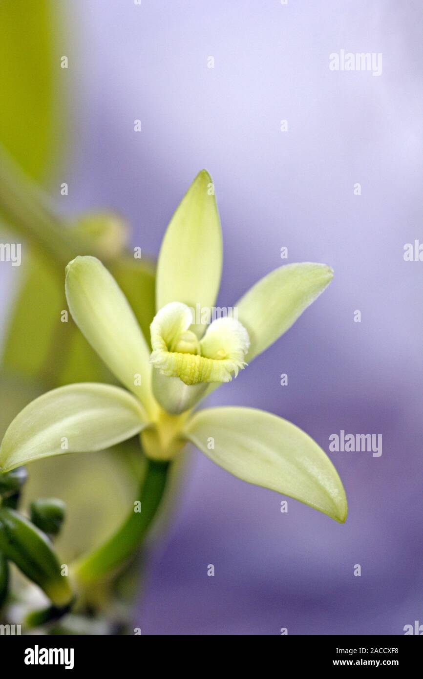 Vanilla (Vanilla planifolia) is a tropical climbing orchid. The ...