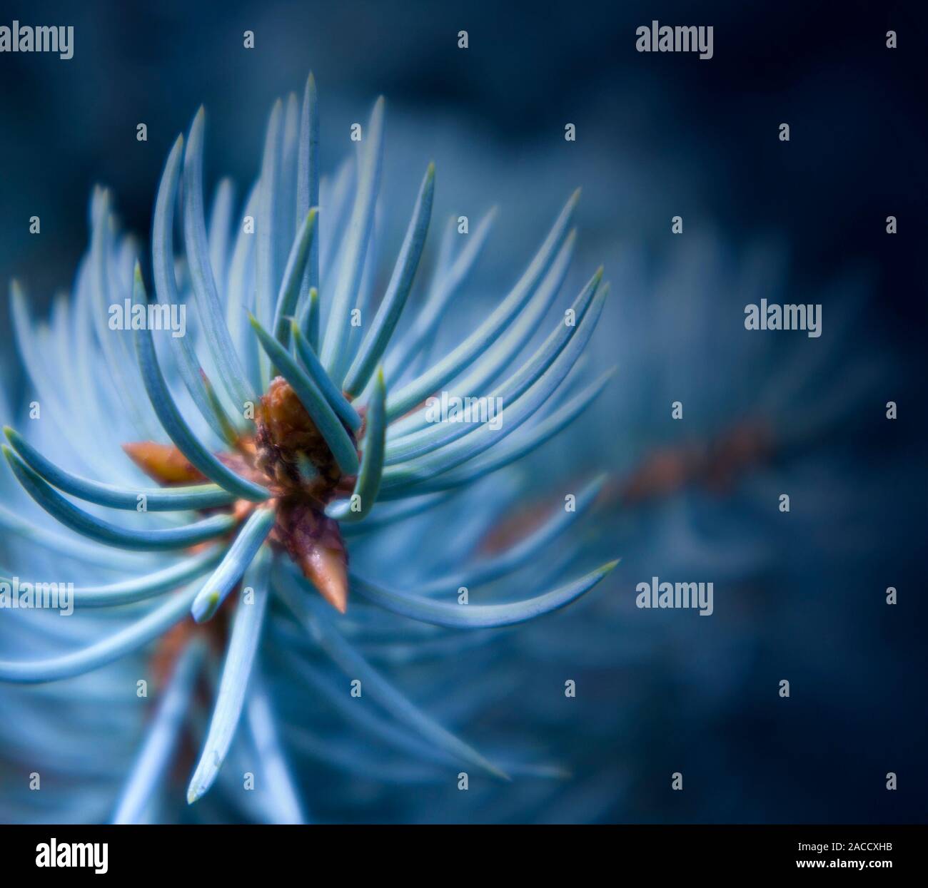 Top of fluffy growing succulent branch of a blue fir Stock Photo - Alamy