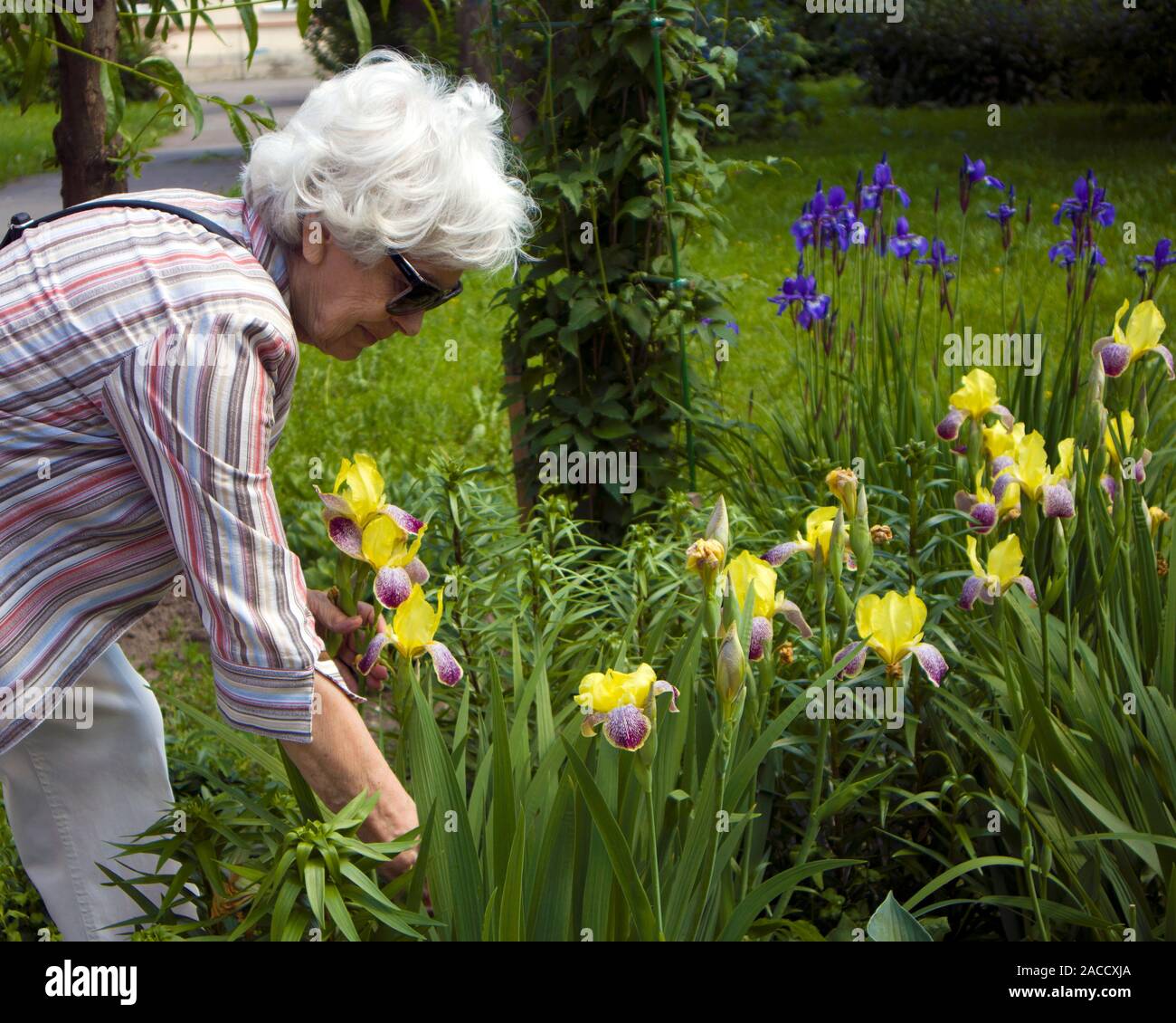 Elderly beautiful gray-haired woman with poor eyesight cares for iris ...