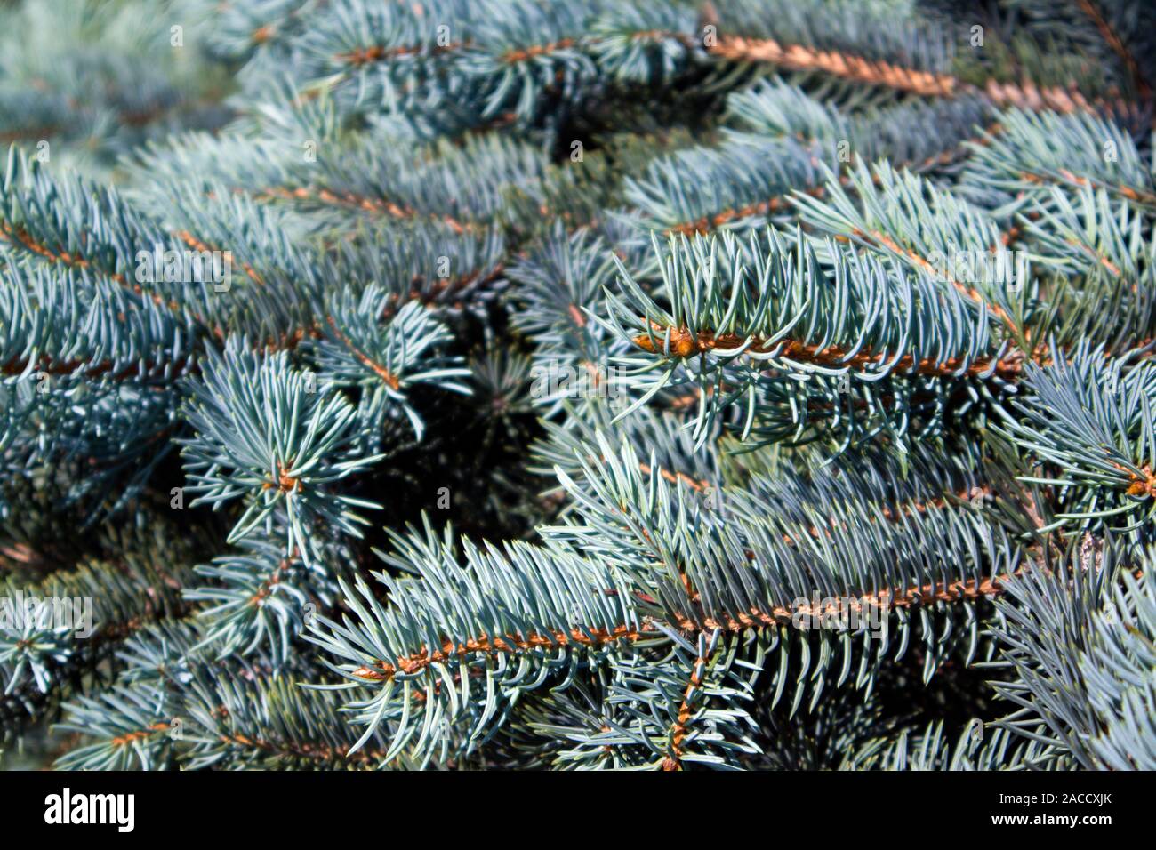 Fluffy growing succulent branches of a blue fir close up Stock Photo ...