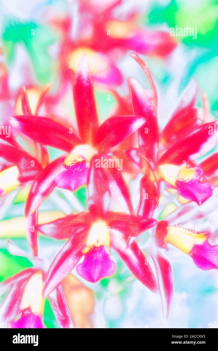 Cattleya orchids (Cattleya 'Chocolate Drop' Stock Photo - Alamy