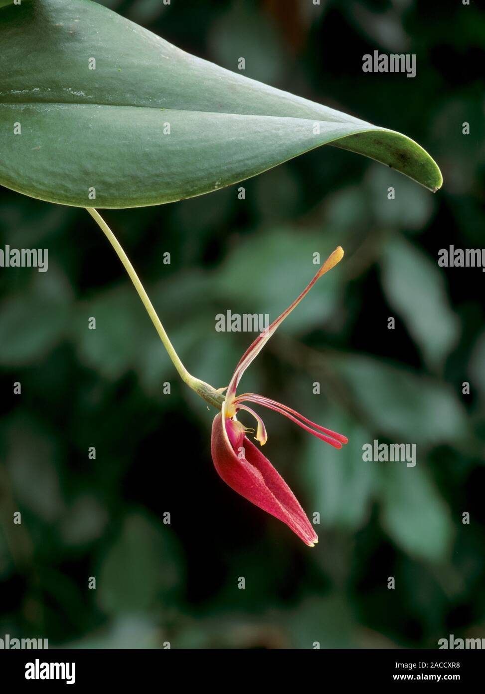 Orchid flowers (Restrepia sanguinea Stock Photo - Alamy