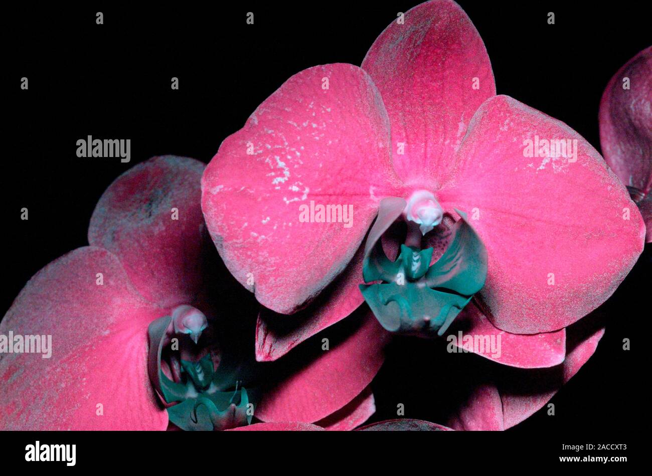 Moth orchid in UV light. Photograph of moth orchid (Phalaenopsis sp ...