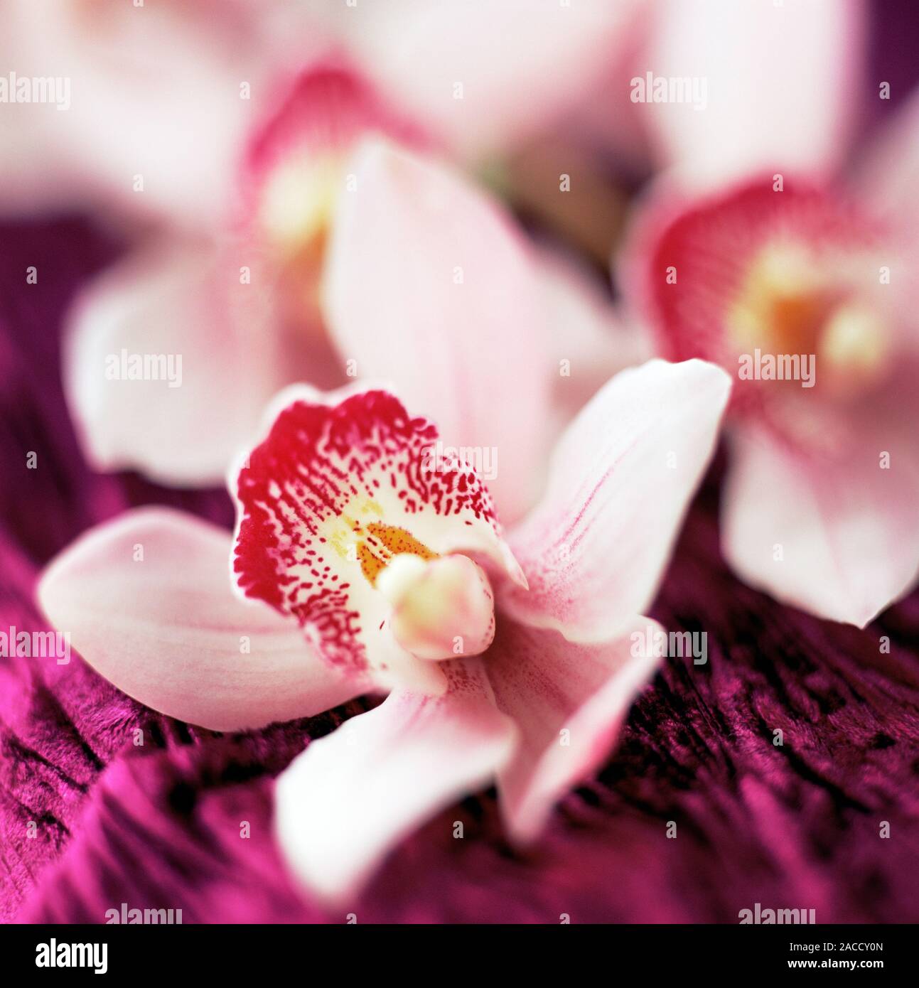 Orchid flower (family Orchidaceae Stock Photo - Alamy