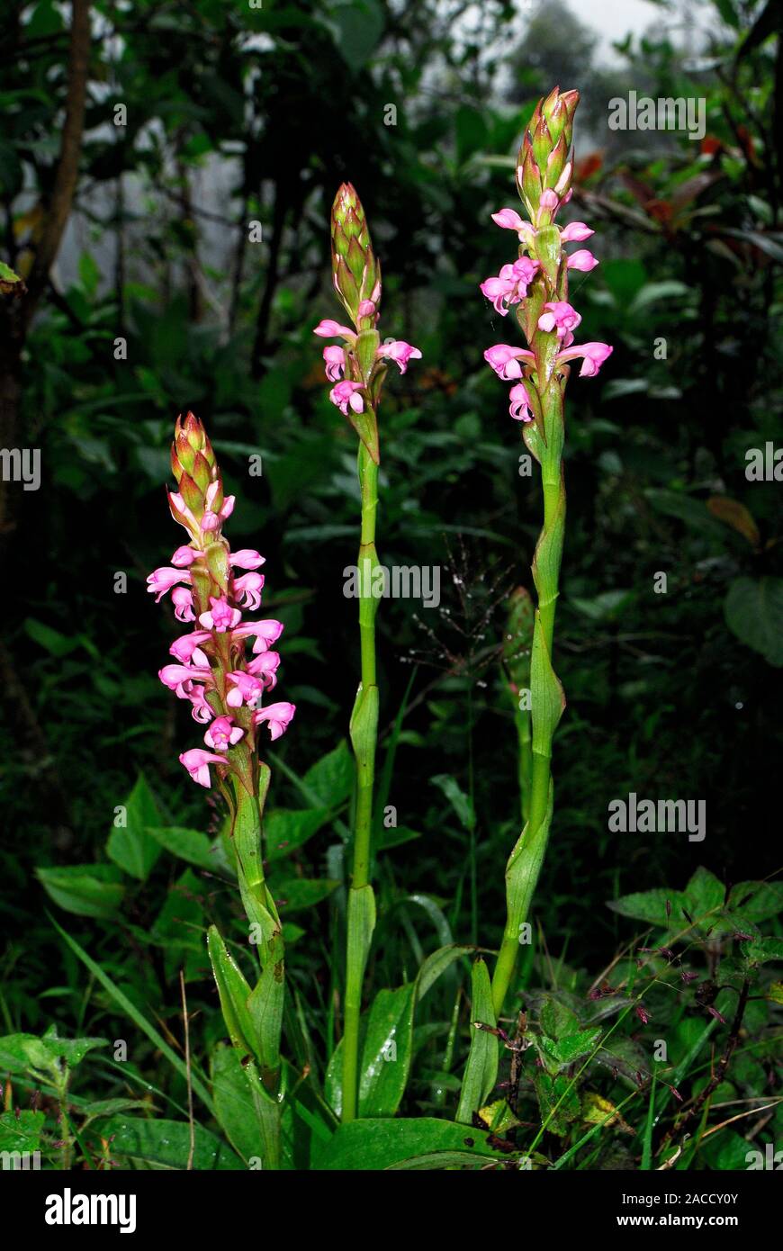 Orchid flowers (Satyrium nepalense). This orchid is native to southern ...