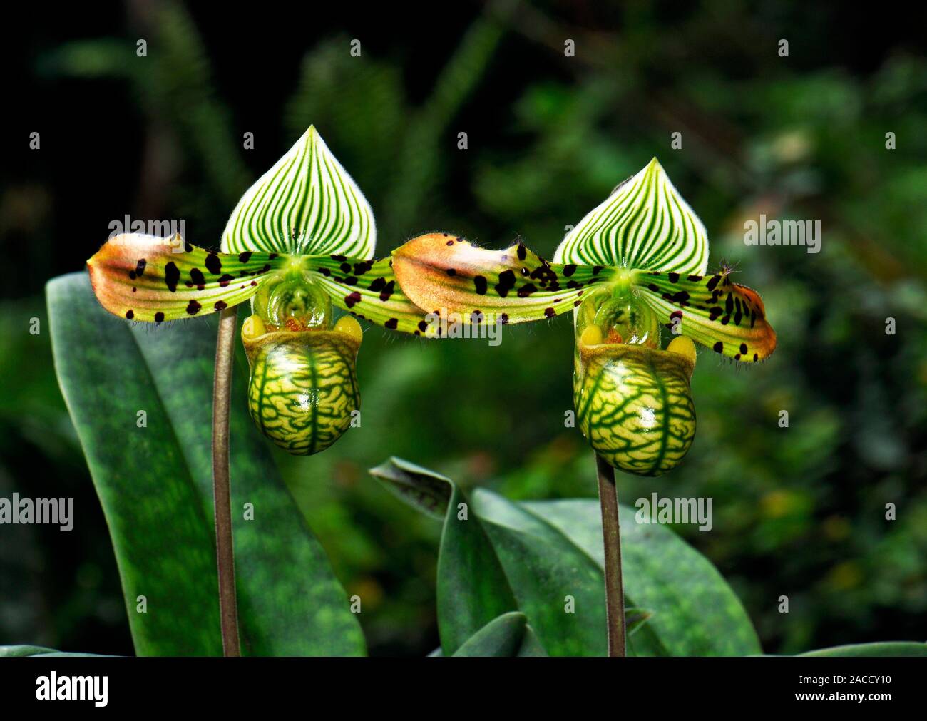 Slipper orchids (Paphiopedilum venustum Stock Photo - Alamy