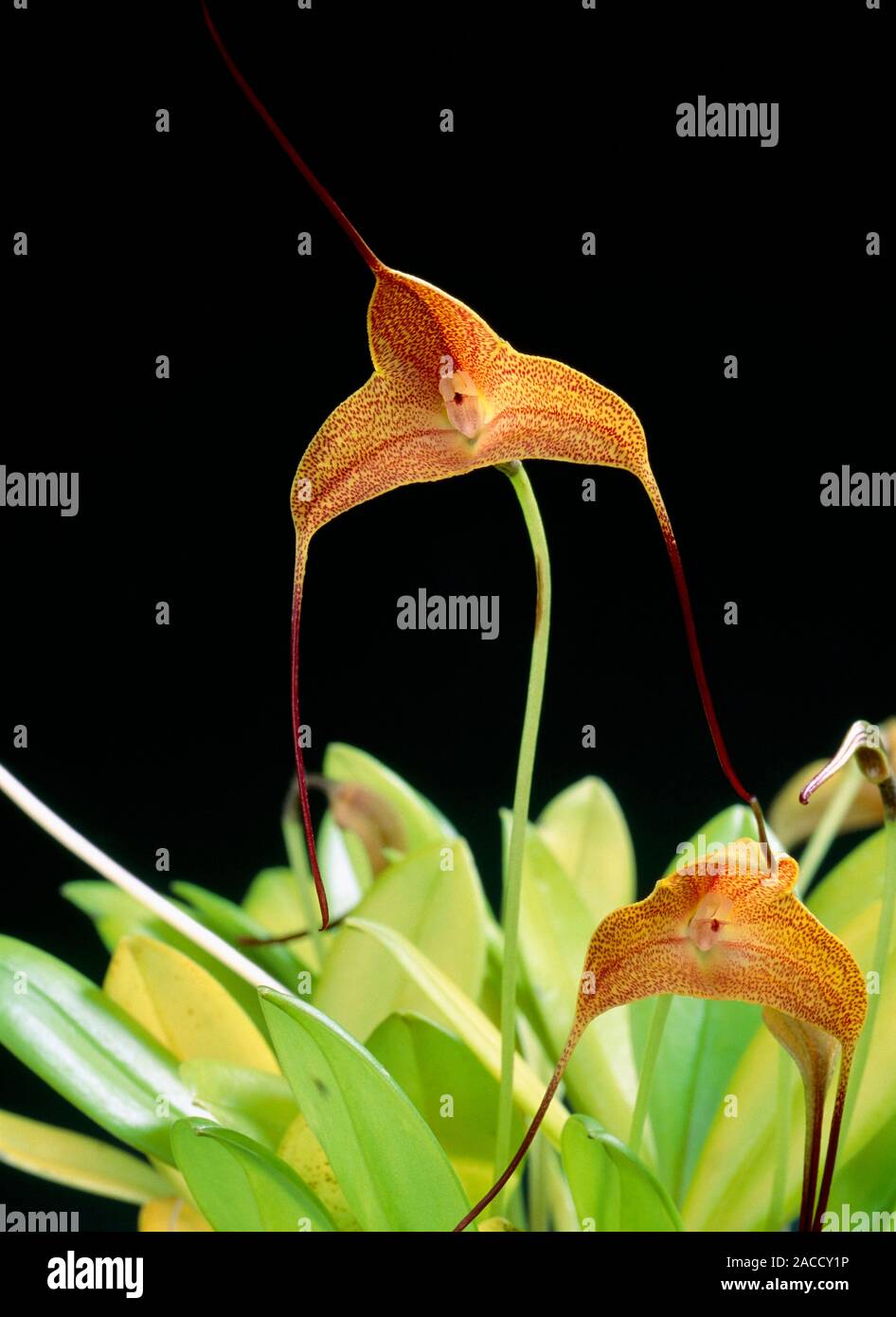 Orchid flower (Masdevallia triangularis). Photographed in the Royal ...