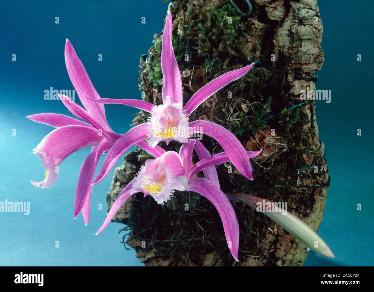 Peacock orchid flowers (Pleione praecox). Photographed in the Royal ...