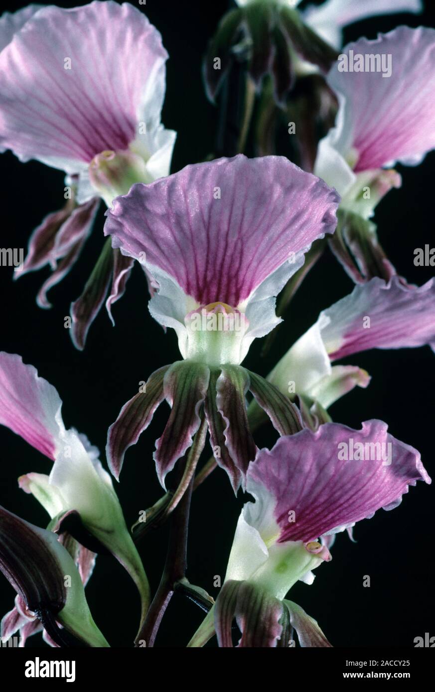 Orchid flowers (family Orchidaceae). Photographed at the Royal Botanic ...