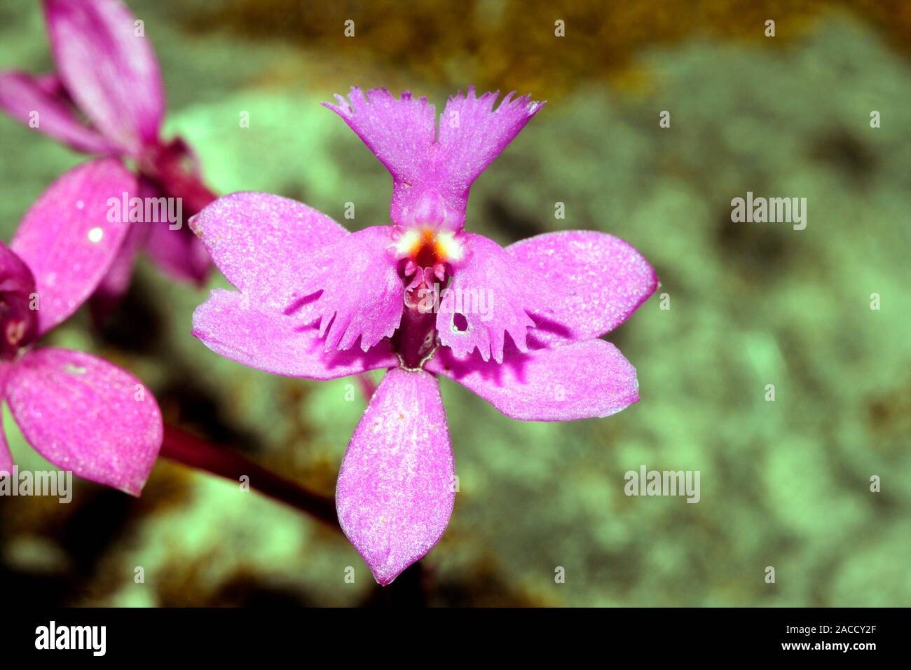 Orchid flower (Epidendrum jamiesonis). The lower petal of each flower ...