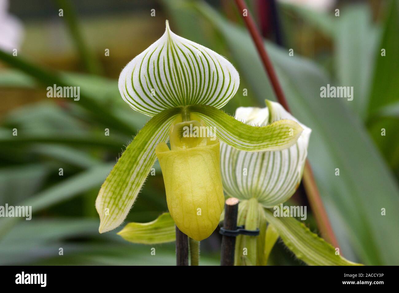Moth orchid flowers (Paphiopedilum 'Mitylene' Stock Photo - Alamy