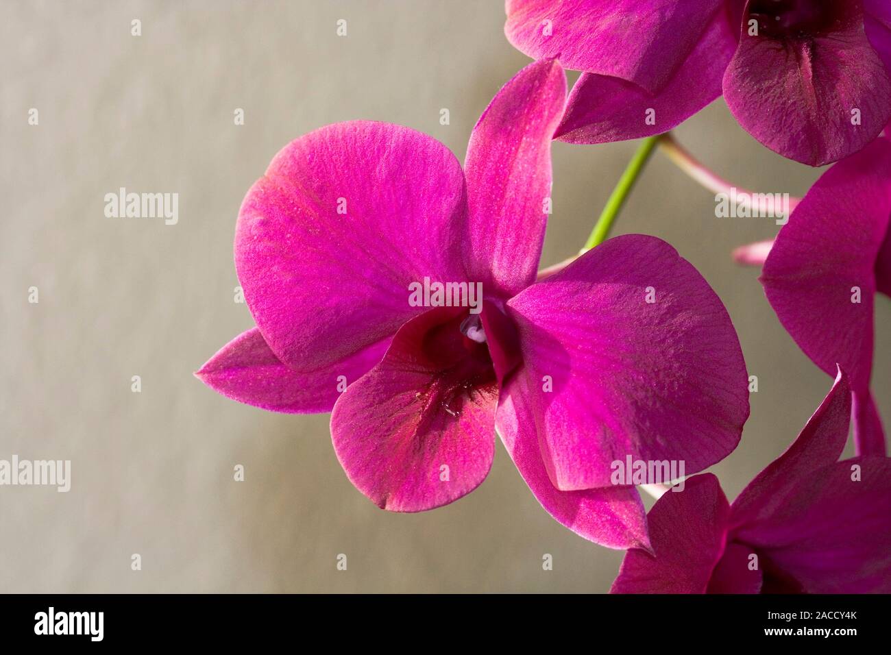 Dendrobium orchid flowers (Dendrobium 'Sena Red' Stock Photo - Alamy