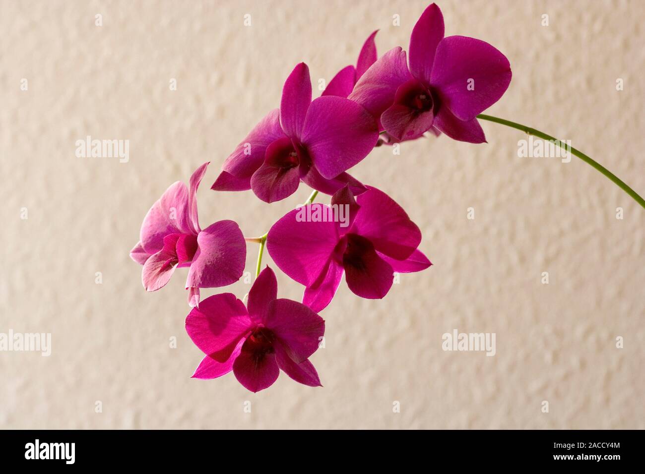Dendrobium orchid flowers (Dendrobium 'Sena Red' Stock Photo - Alamy