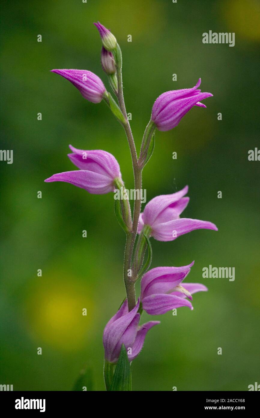 Red helleborine (Cephalanthera rubra) orchid flowers. Photographed in ...
