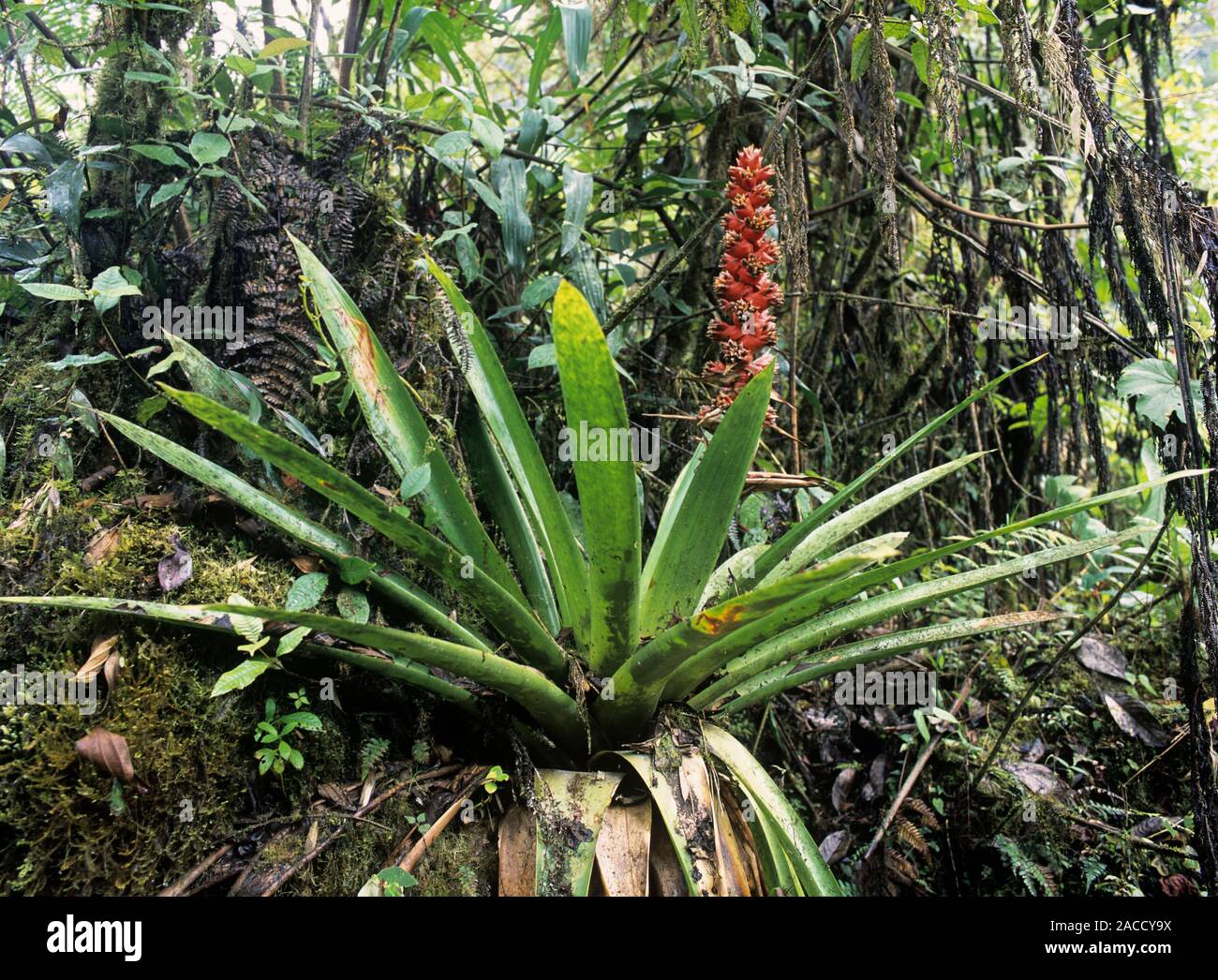 Bromeliad plant (Guzmania sp.) in flower (red). Bromeliads are tropical ...