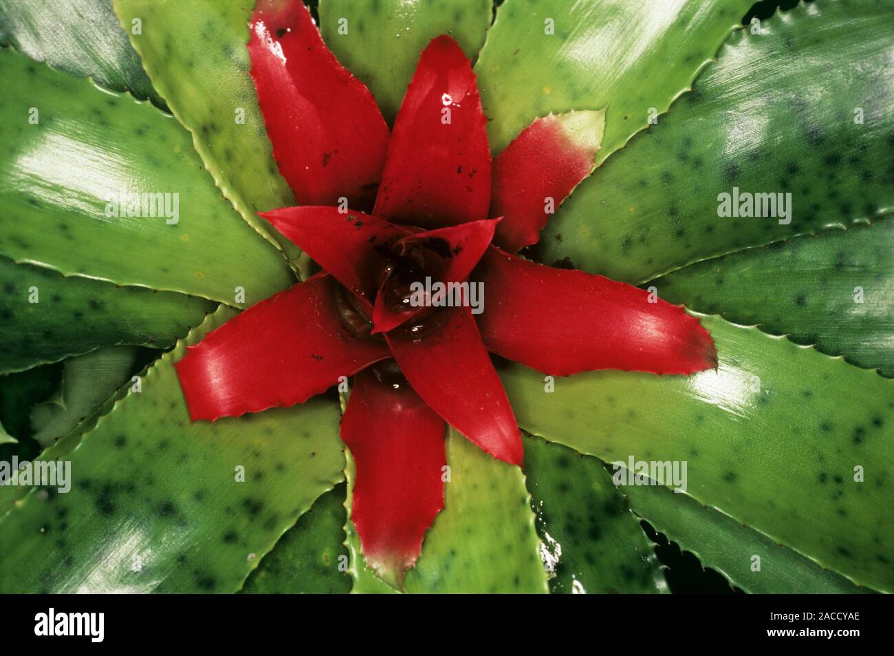 Bromeliad plant (Neoregelia sp Stock Photo - Alamy