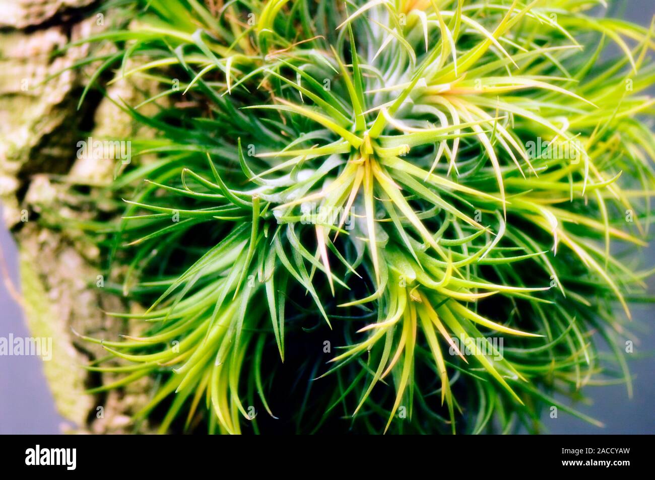 Sky plant foliage (Tillandsia ionantha) growing on the trunk of a tree ...